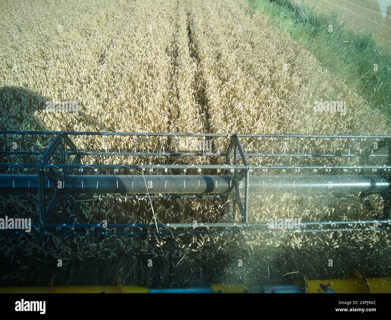Combine Harvester Cutting Wheat in Oteiza Stock Photo - Alamy
