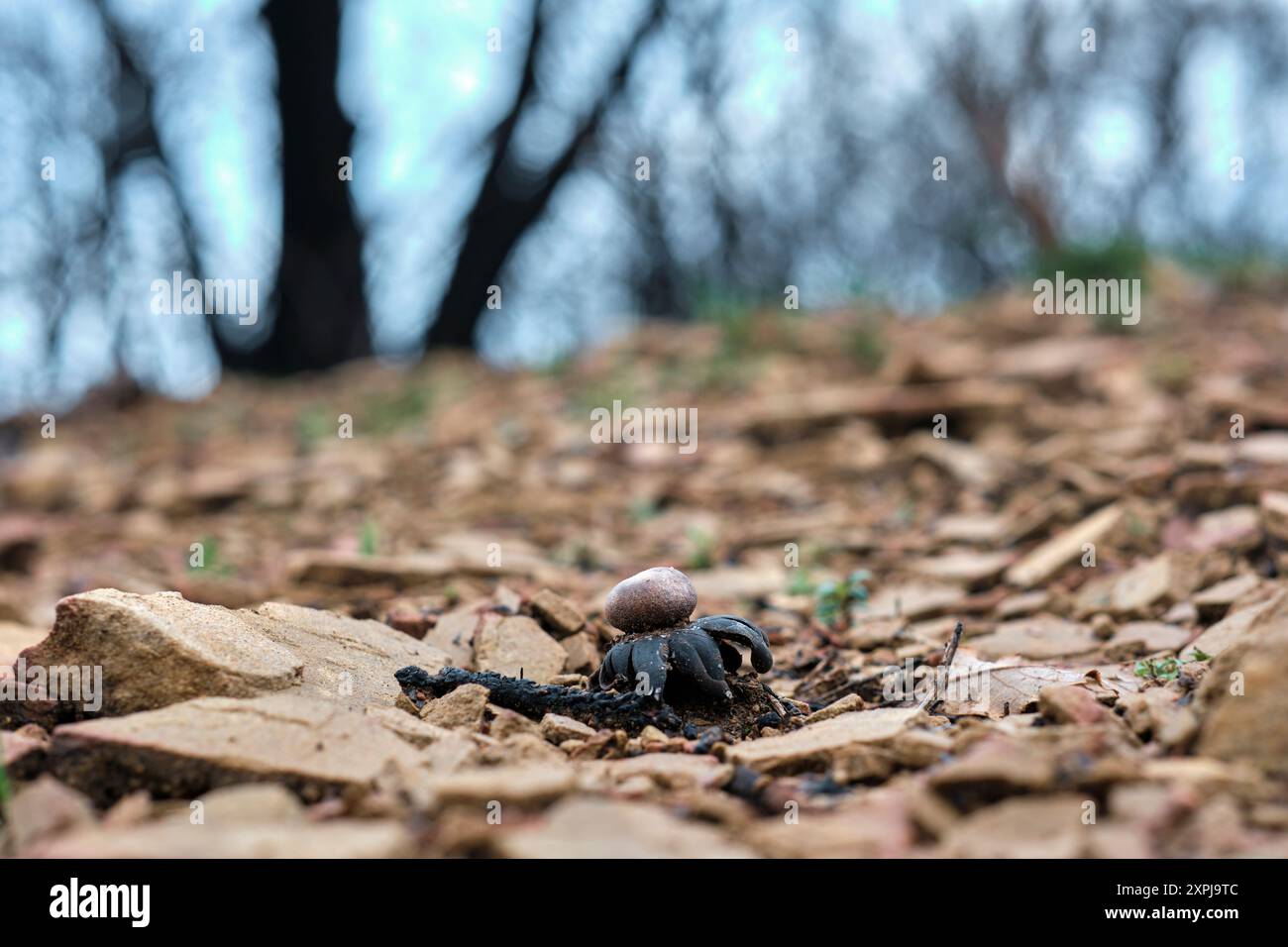 Burnt fungus hi-res stock photography and images - Alamy