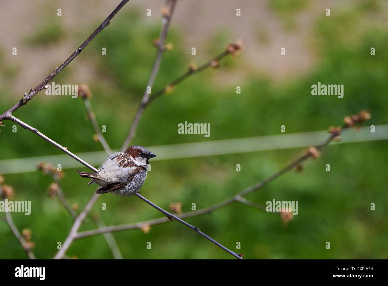 Male house sparrow standing hi-res stock photography and images - Alamy