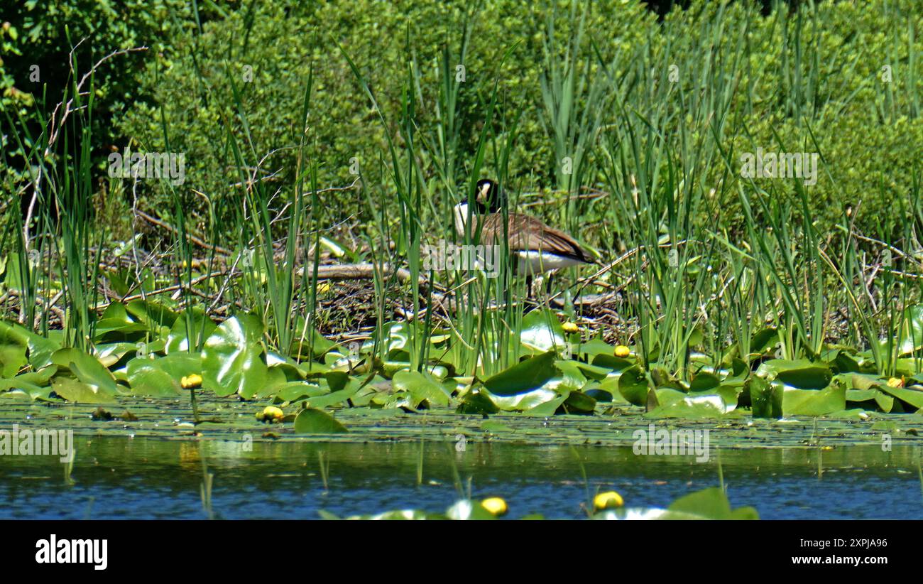 Thibault lac hi-res stock photography and images - Alamy
