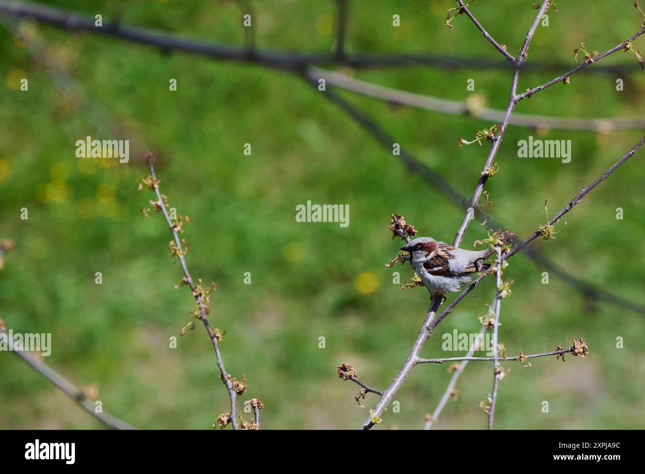 Breeding sparrow hi-res stock photography and images - Alamy