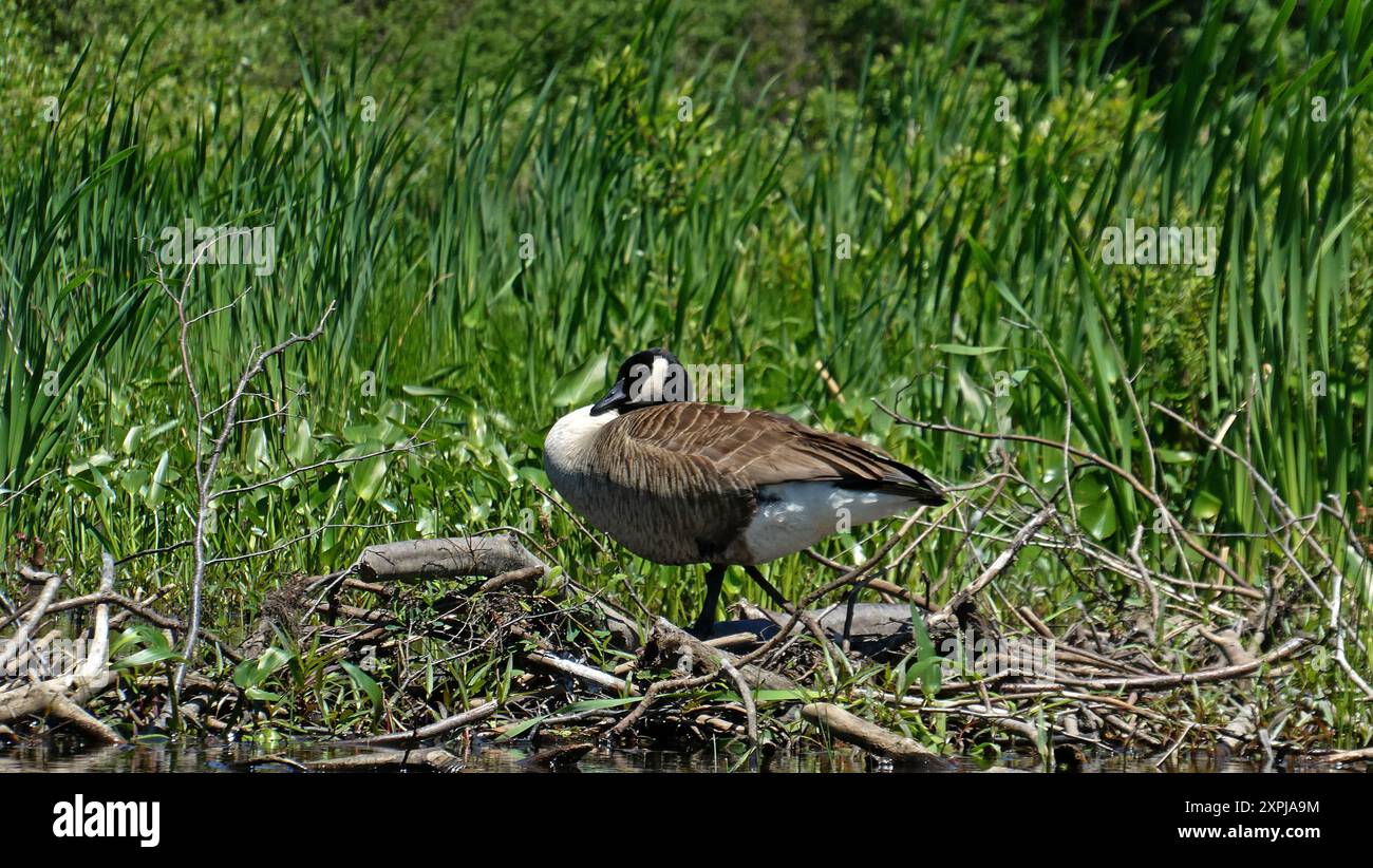 Thibault lac hi-res stock photography and images - Alamy