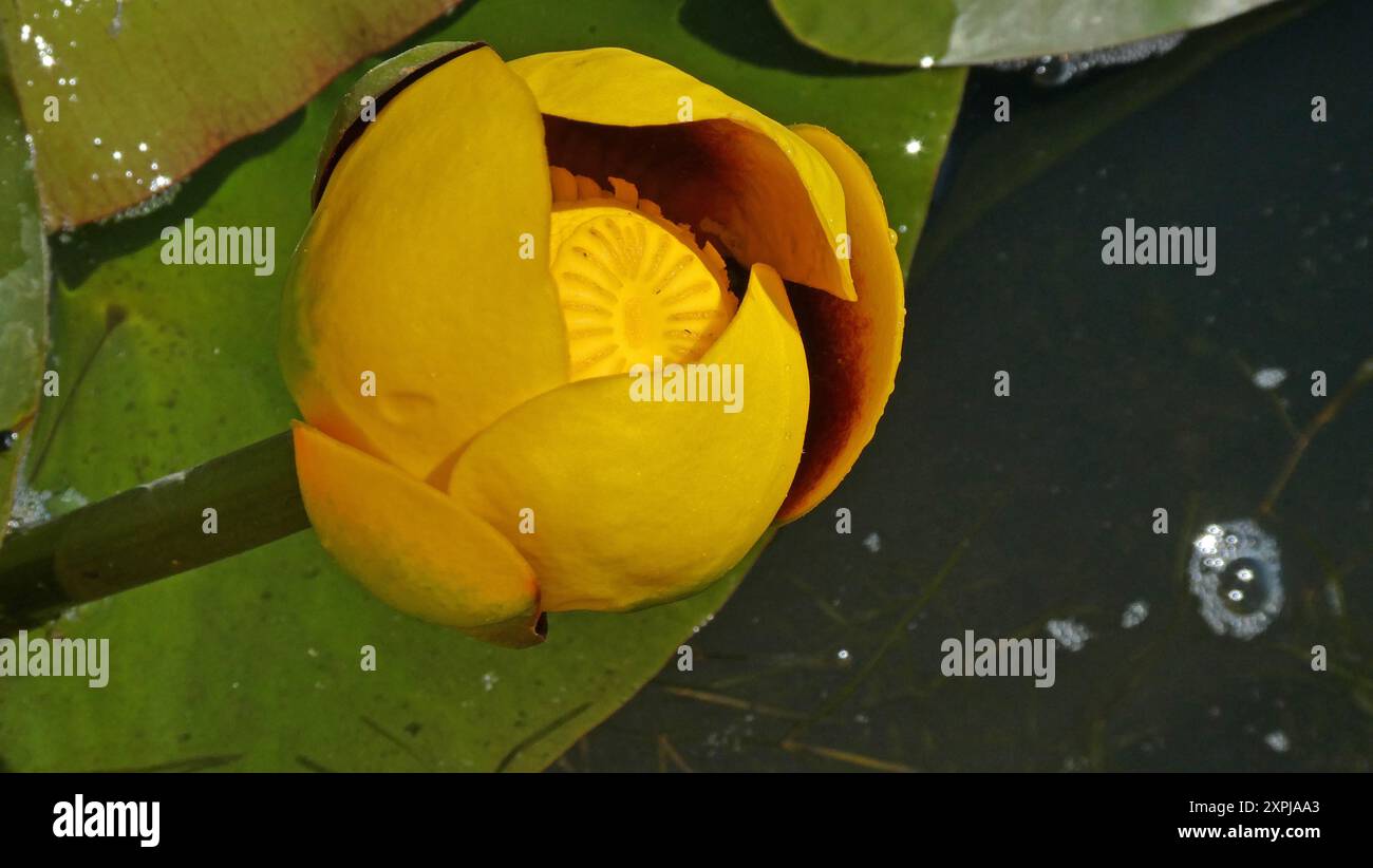 Thibault lac hi-res stock photography and images - Alamy