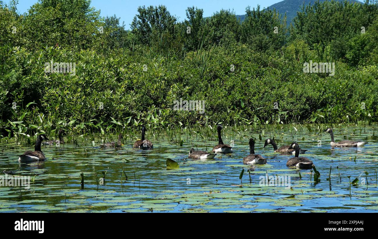 Thibault lac hi-res stock photography and images - Alamy