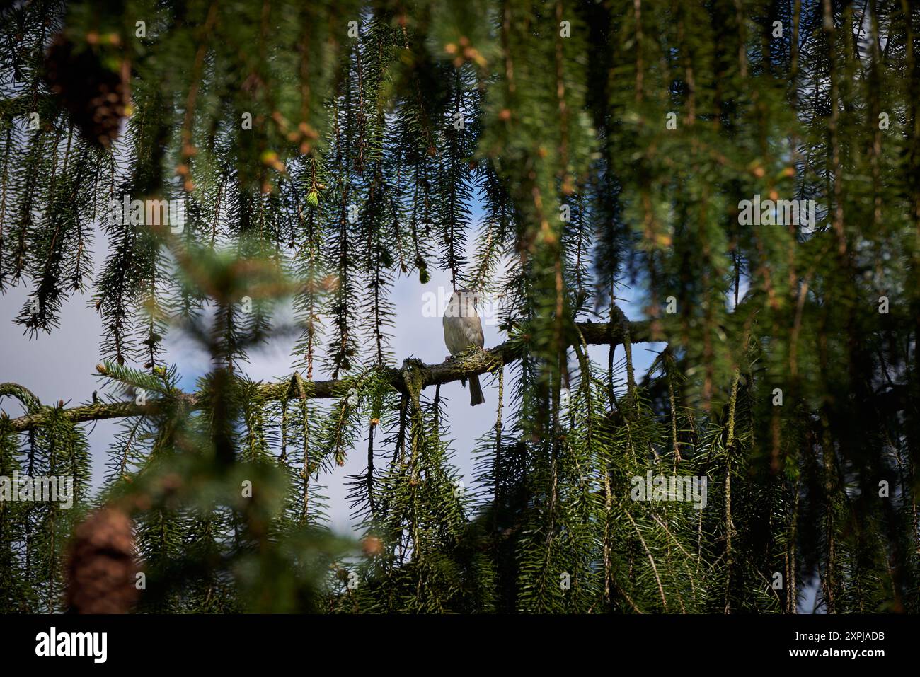 Tree sparrow portrait hi-res stock photography and images - Alamy