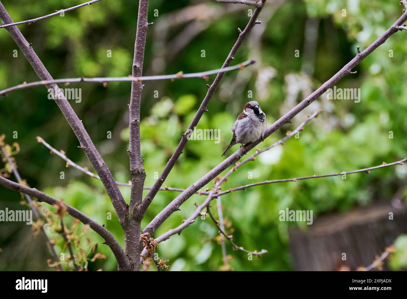 Male little sparrow hi-res stock photography and images - Alamy