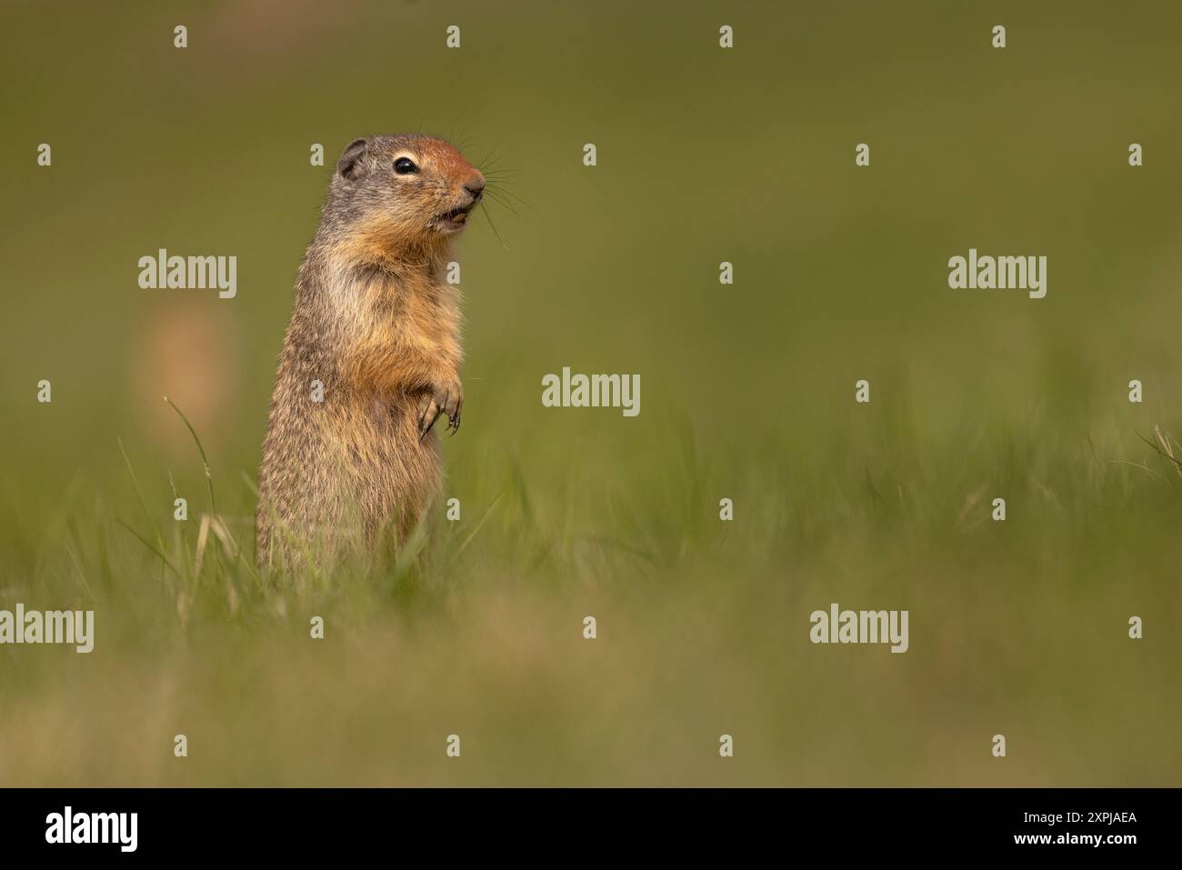 Gopher watching over its territory Stock Photo - Alamy