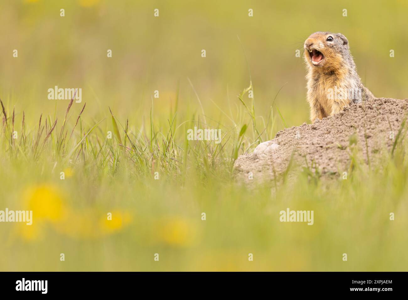 Gopher watching over its territory Stock Photo - Alamy