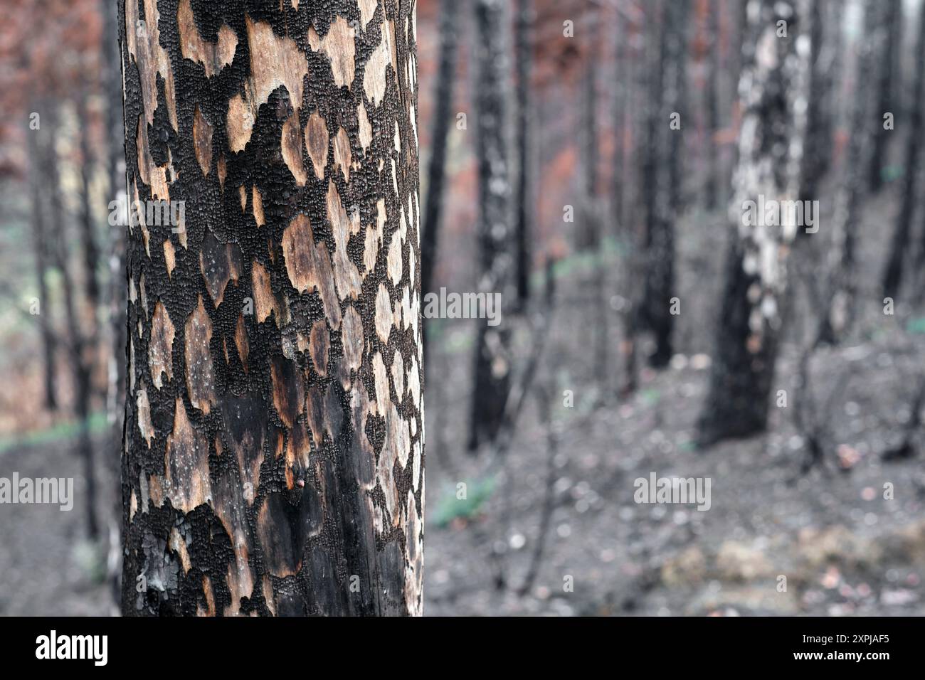 Charred Forest After Wildfire in Legarda Stock Photo - Alamy