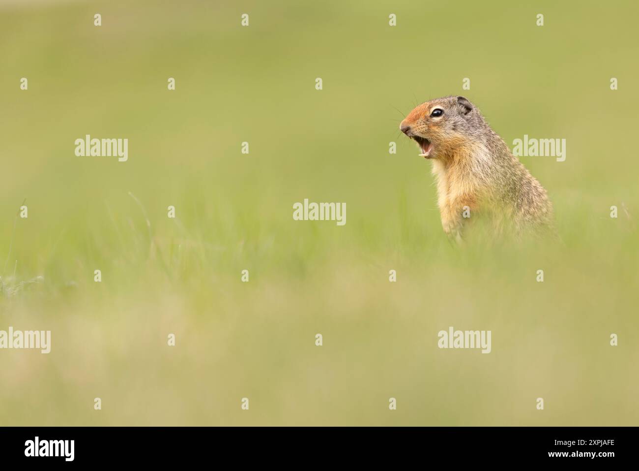 Gopher watching over its territory Stock Photo - Alamy