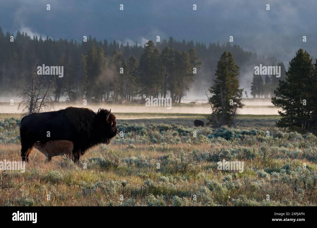 Dawn of the buffalo hi-res stock photography and images - Alamy