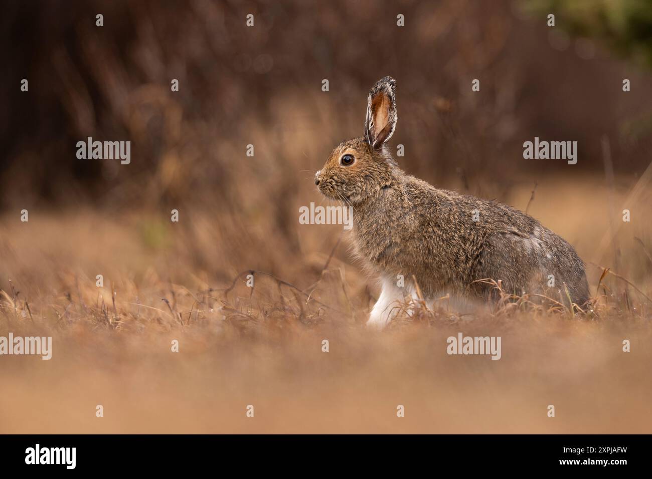 Snowshoe hare camouflage hi-res stock photography and images - Alamy
