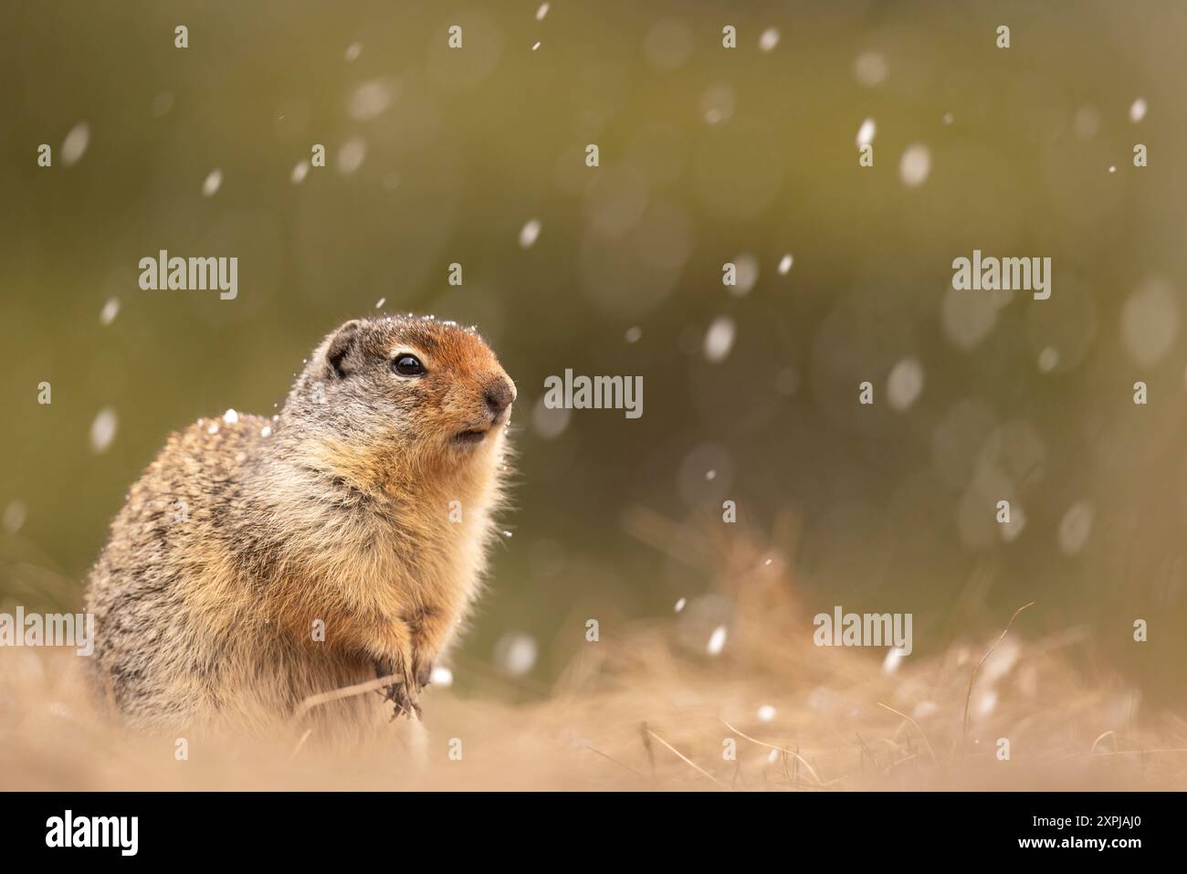 Gopher in nature hi-res stock photography and images - Alamy