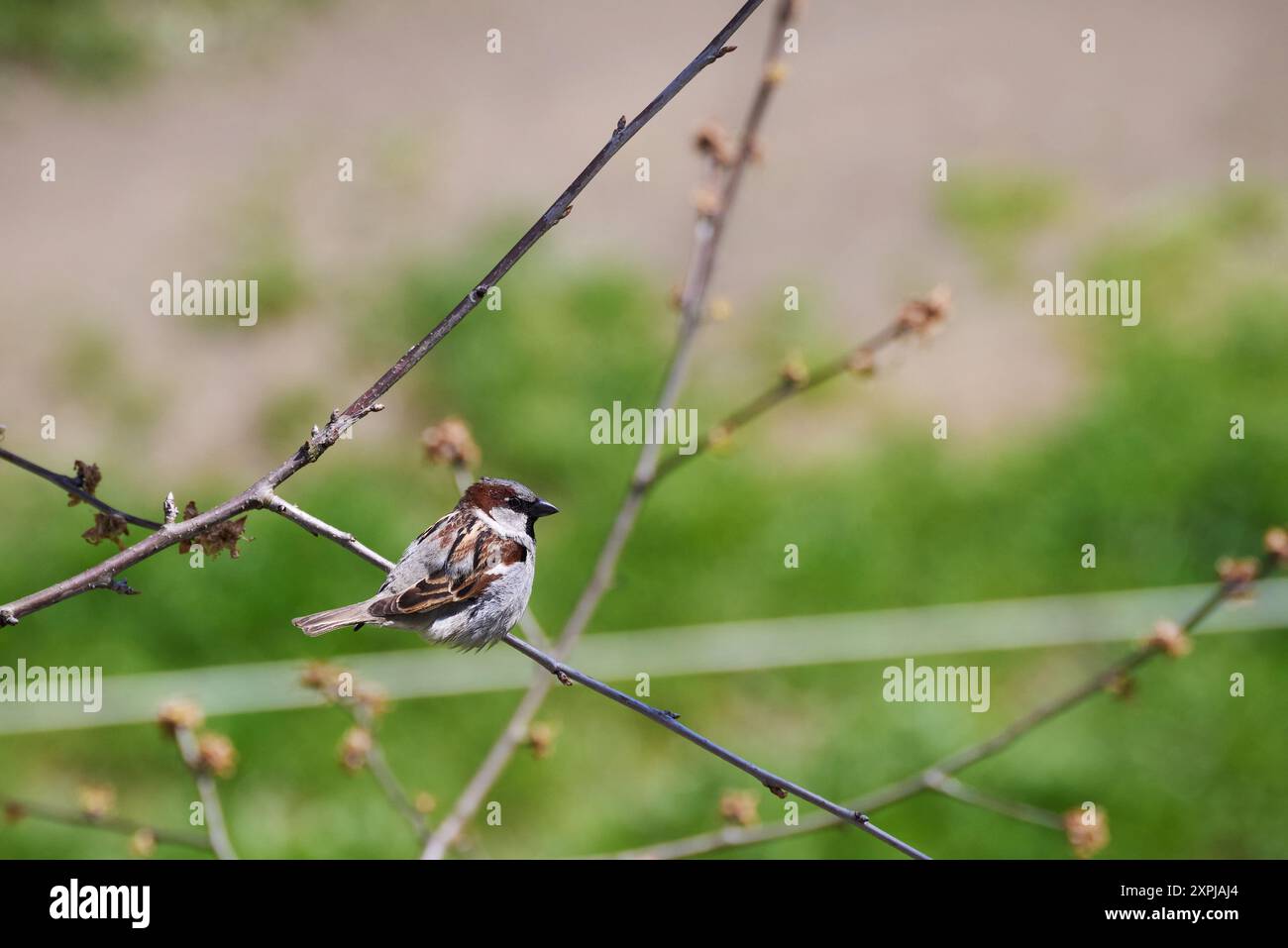 House Sparrow breeding male on a branch Stock Photo - Alamy