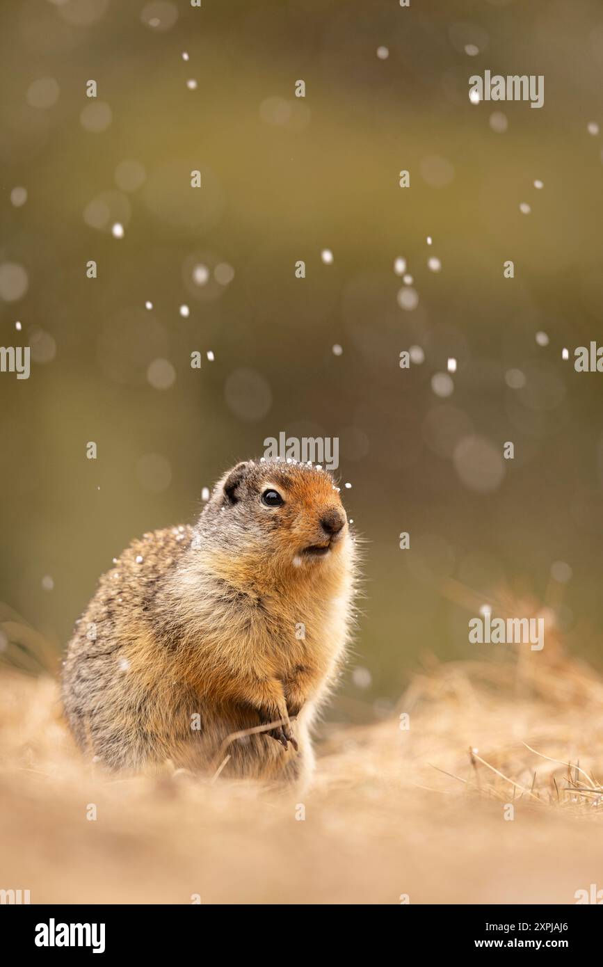 Shower of animals hi-res stock photography and images - Alamy