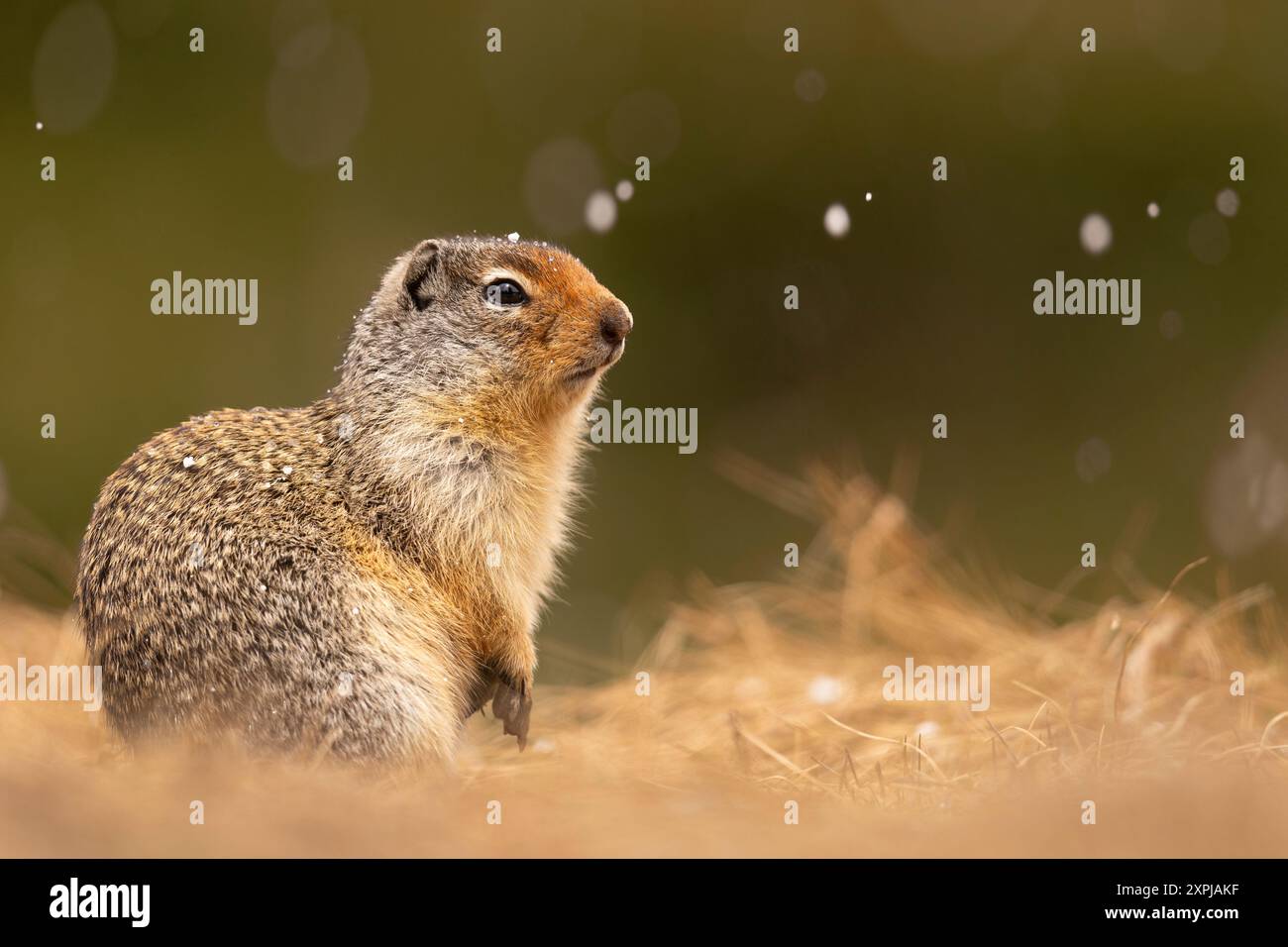 Wild gopher in nature hi-res stock photography and images - Alamy