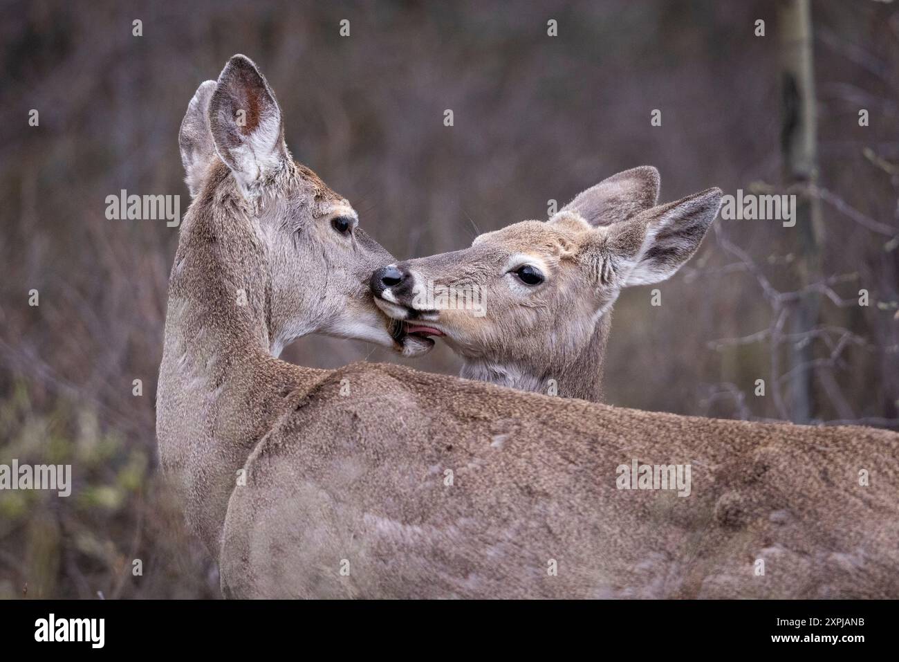 Loving deer hi-res stock photography and images - Alamy