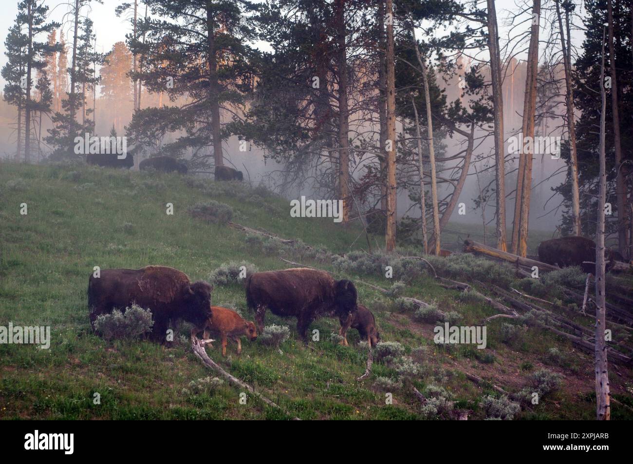 Buffalo bison in yellowstone hi-res stock photography and images - Alamy