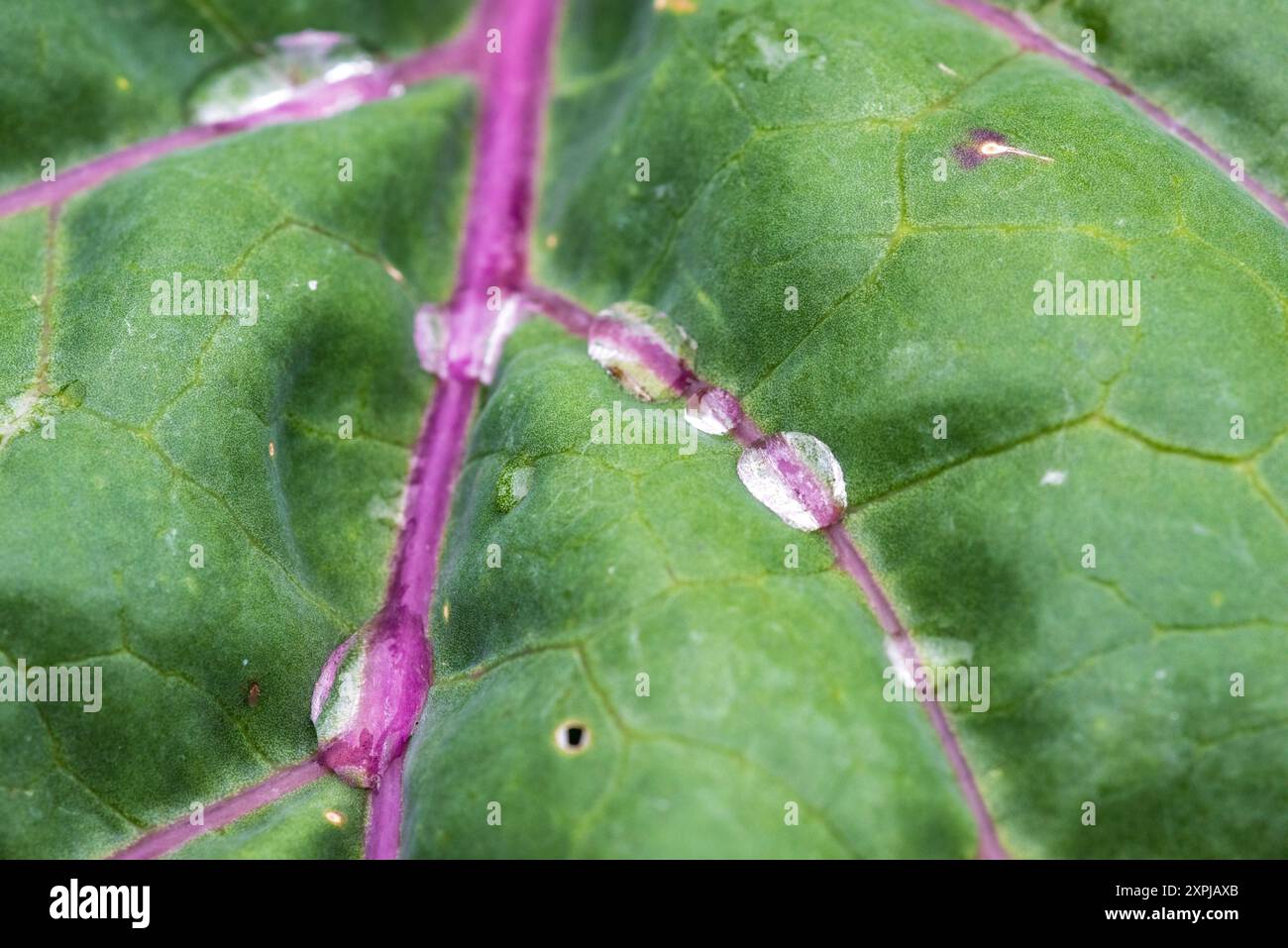 Kohl 1 hi-res stock photography and images - Alamy
