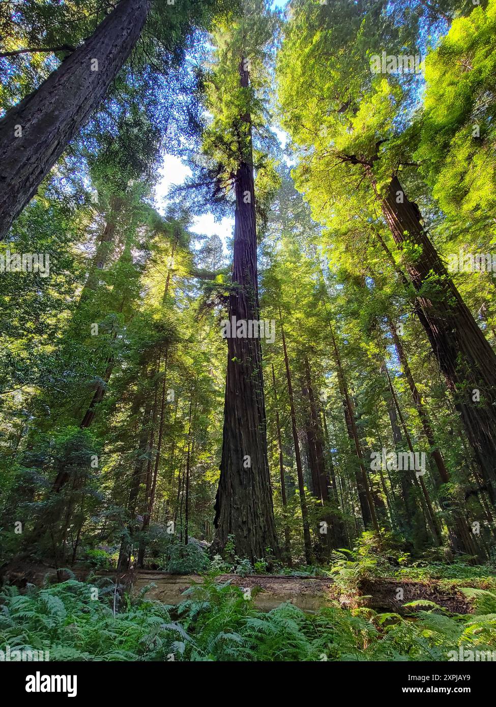 A stunning view of towering redwood trees in a lush green forest of ...