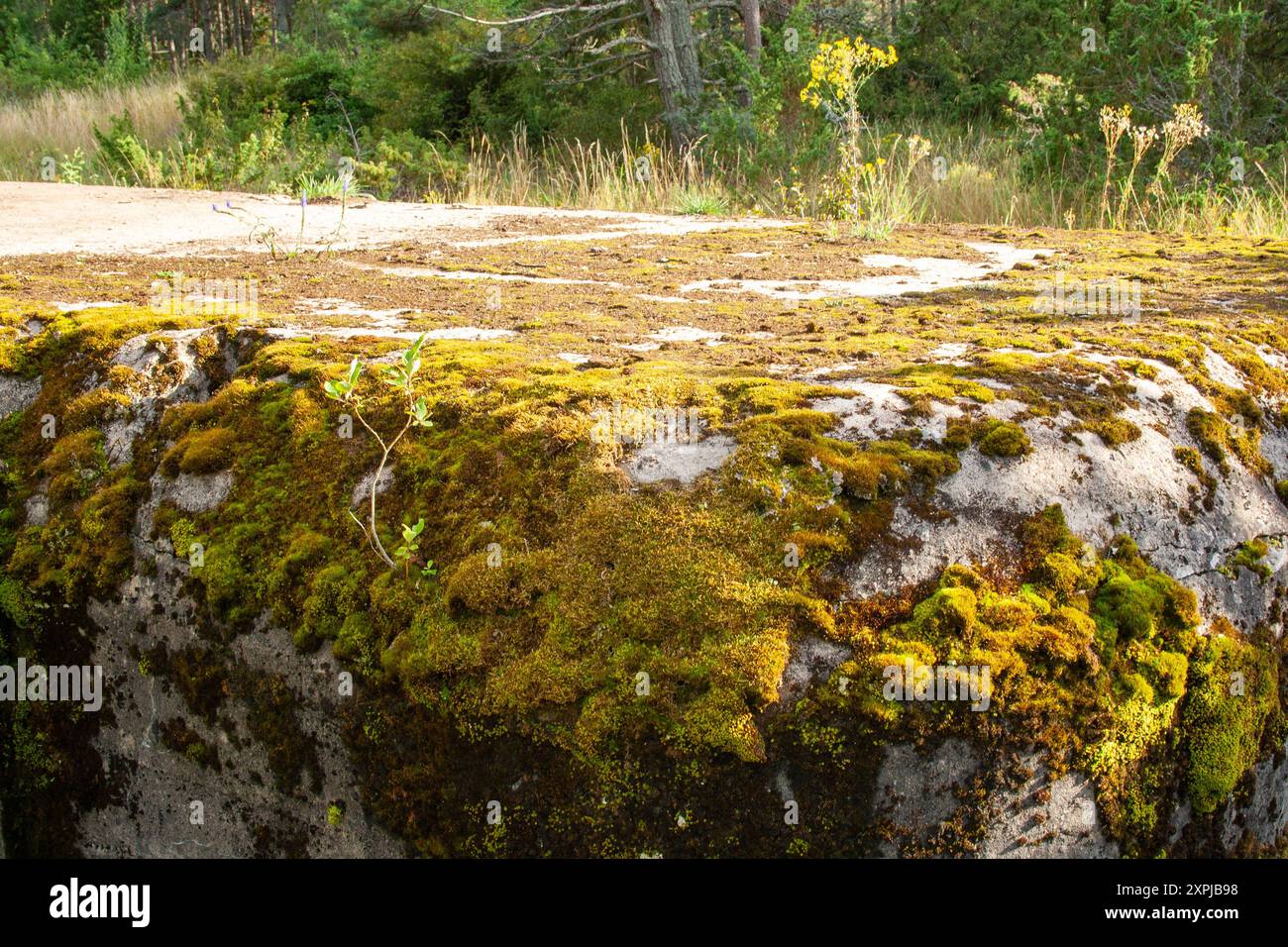 Lush Green Moss Covered Rock in Natural Forest Setting Stock Photo - Alamy