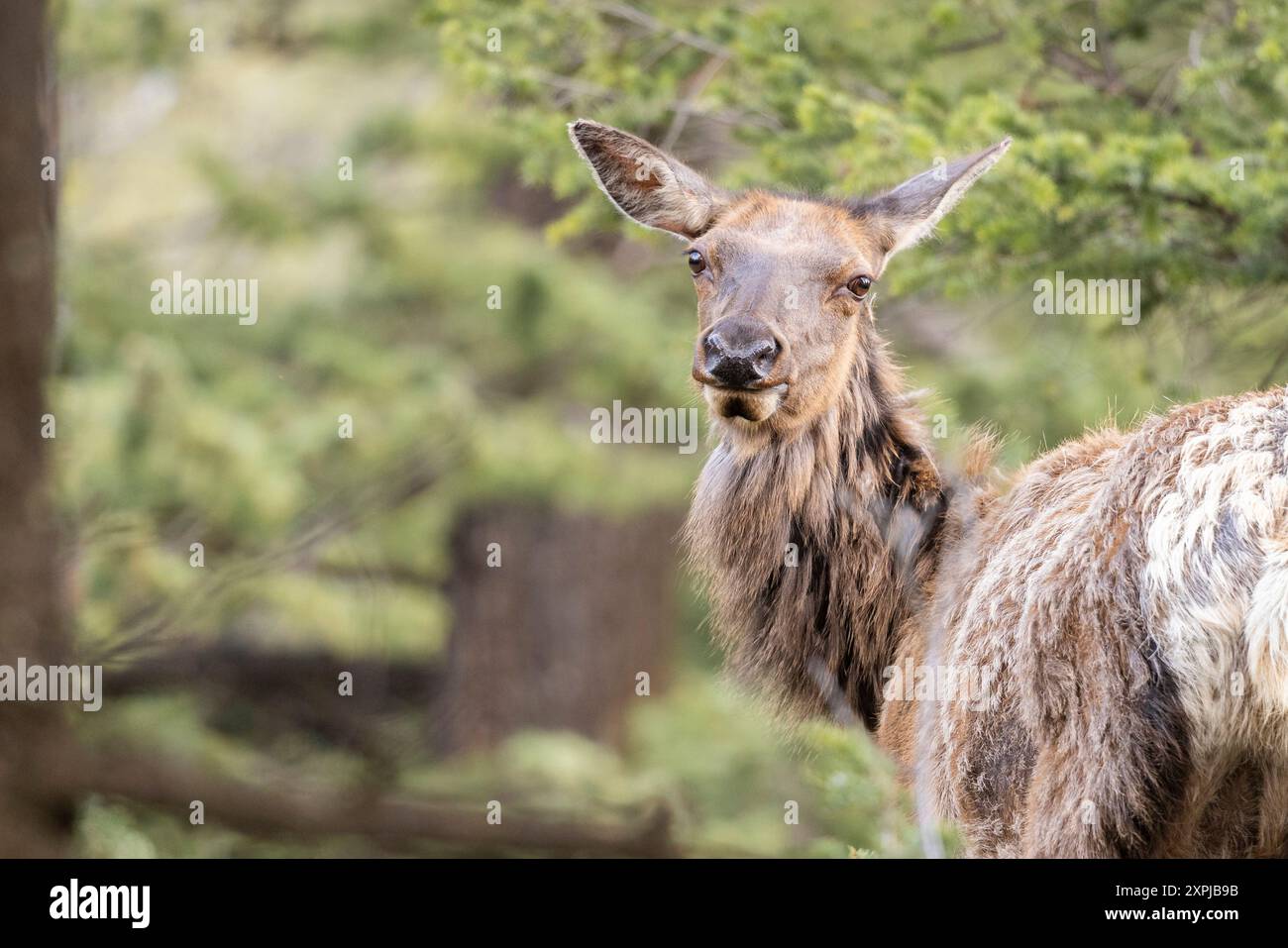 Close up of an Elk Stock Photo - Alamy