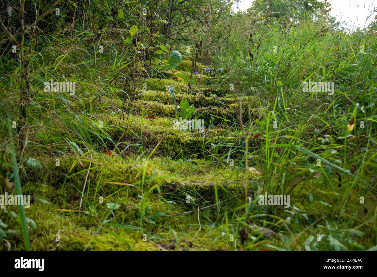 Moss-covered stone steps leading through an overgrown forest landscape ...