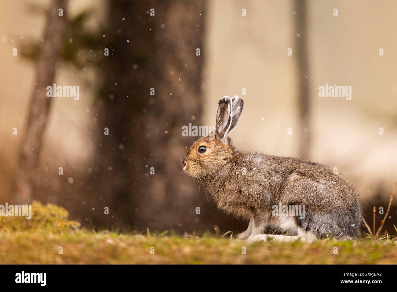 Mammal rabbit snowshoe hi-res stock photography and images - Alamy