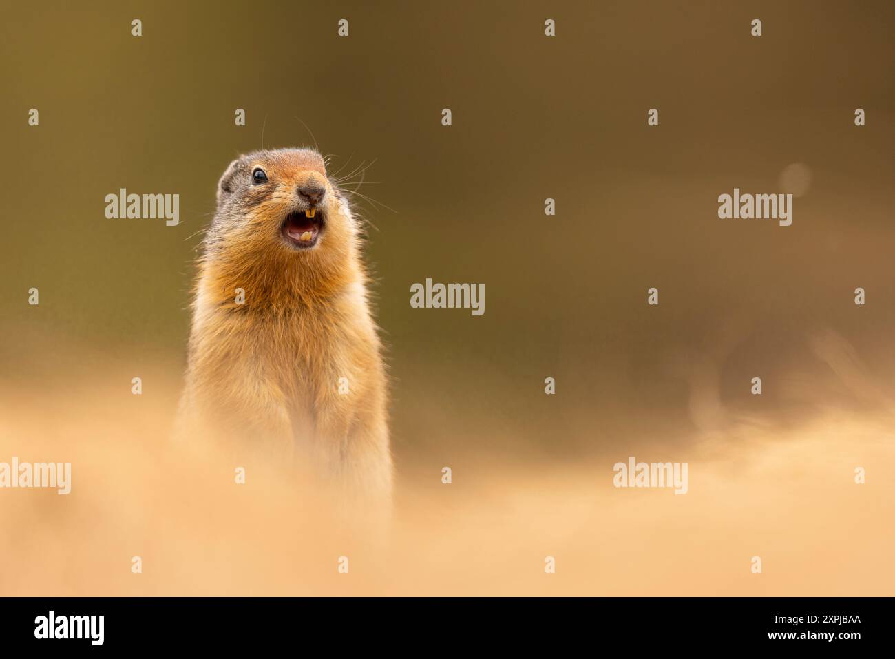 Gopher watching over its territory Stock Photo - Alamy
