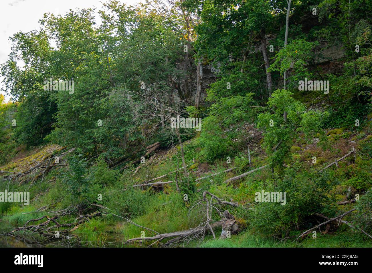 Vibrant green forest hillside depicting dense vegetation and fallen ...
