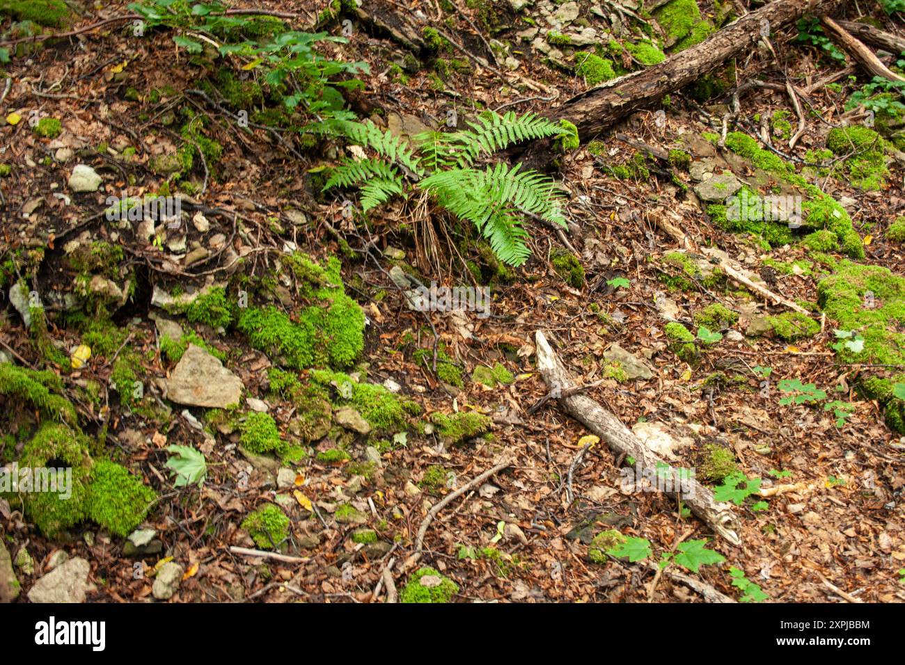 Fern showcases hi-res stock photography and images - Alamy
