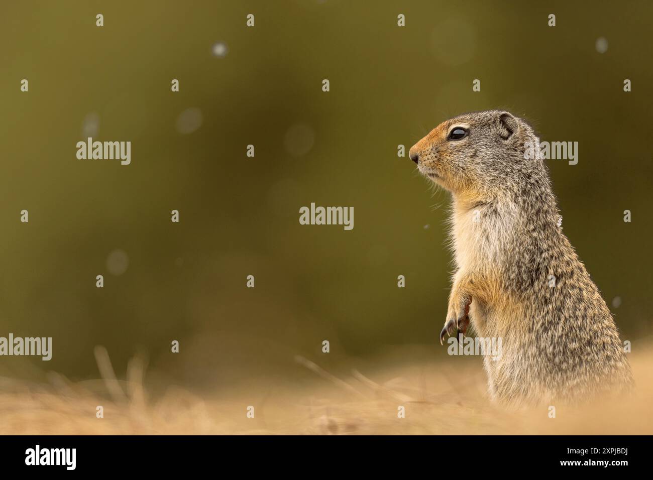 Gopher rodent hi-res stock photography and images - Alamy