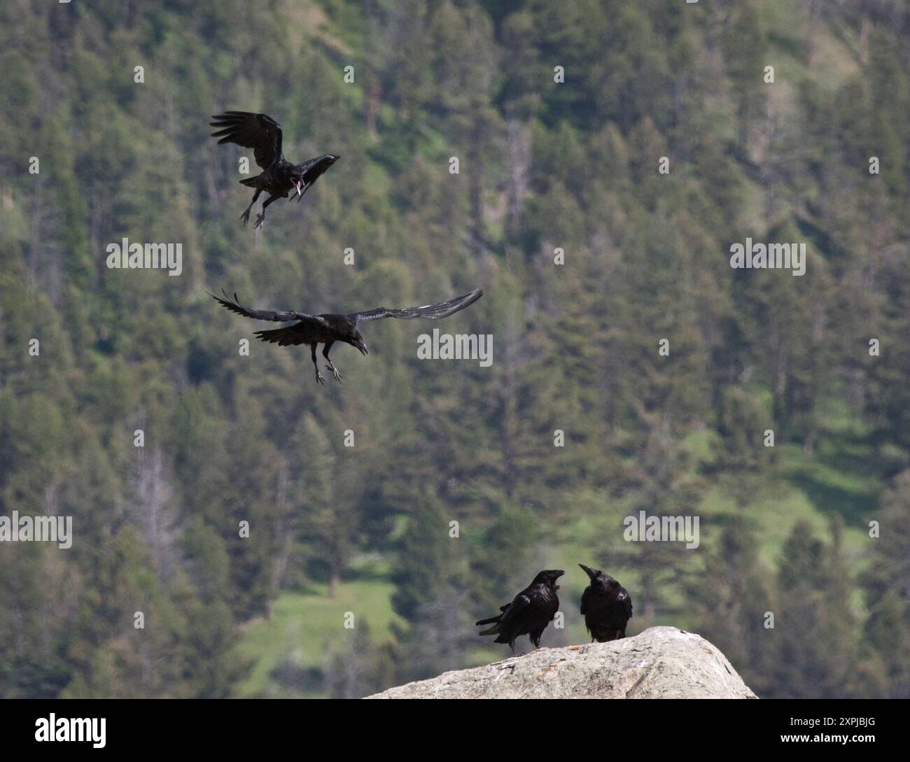 Yellowstone birds hi-res stock photography and images - Alamy