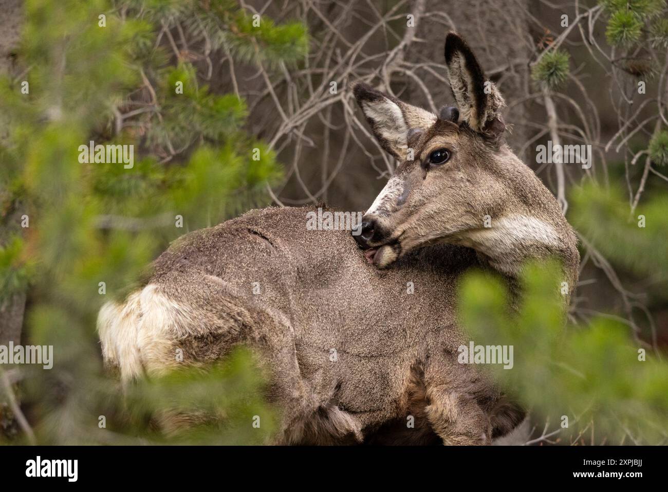 White Tailed Deer Stock Photo - Alamy