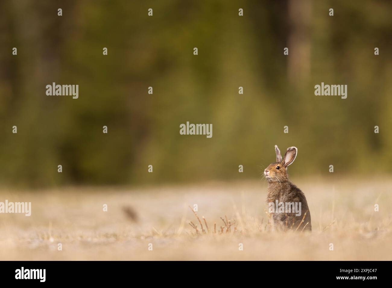 Snowshoe rabbit hi-res stock photography and images - Alamy