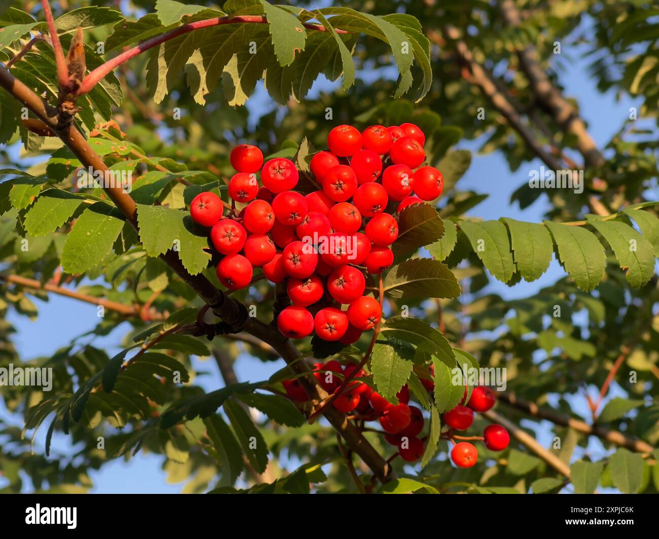 Rowan identification hi-res stock photography and images - Alamy