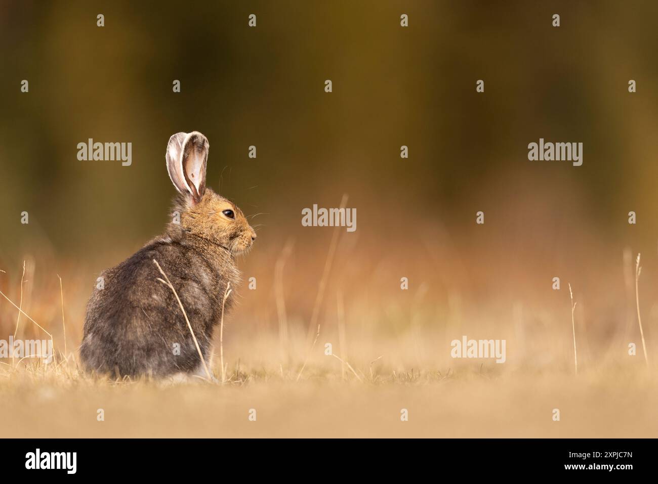 Snowshoe hare feet hi-res stock photography and images - Alamy