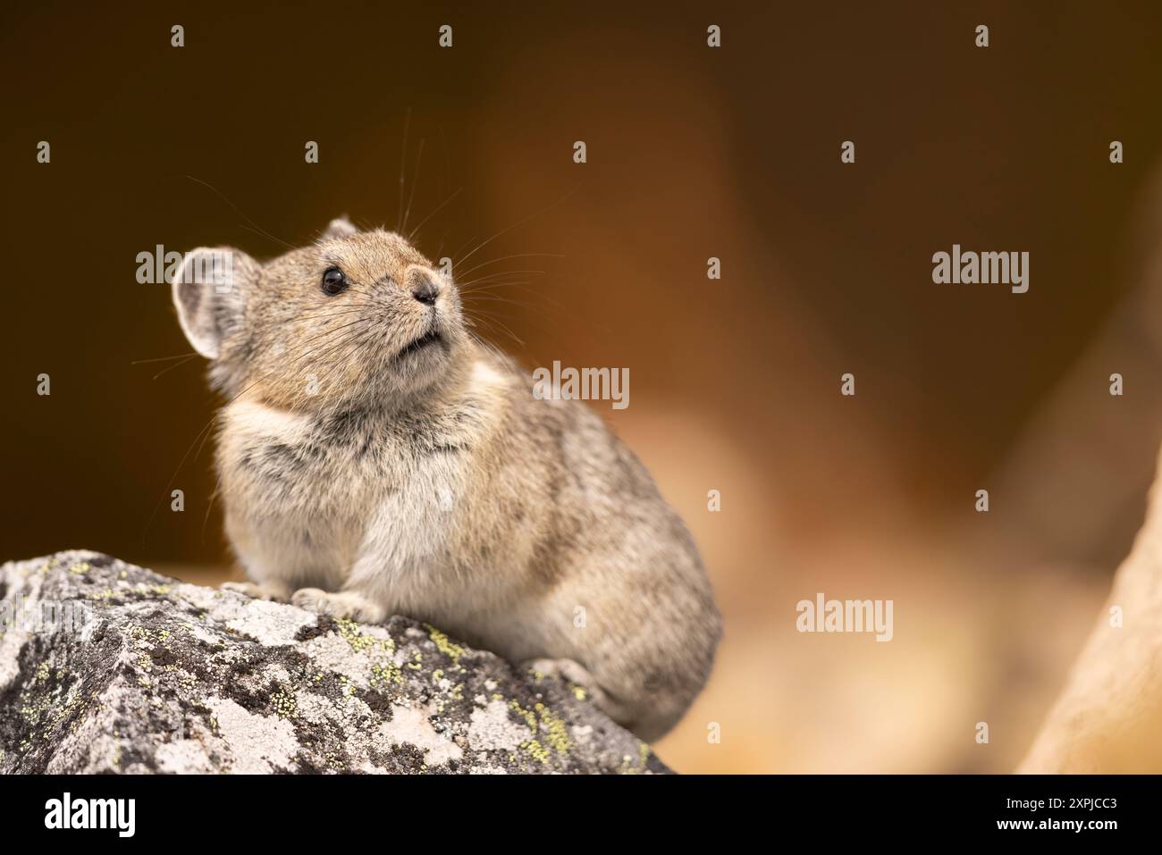 Pika habitat hi-res stock photography and images - Alamy