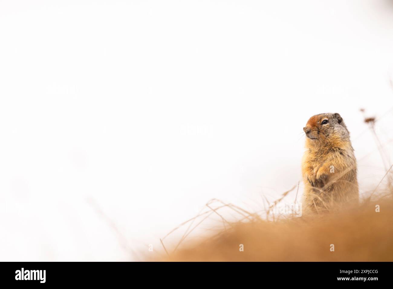 Gopher watching over its territory Stock Photo - Alamy