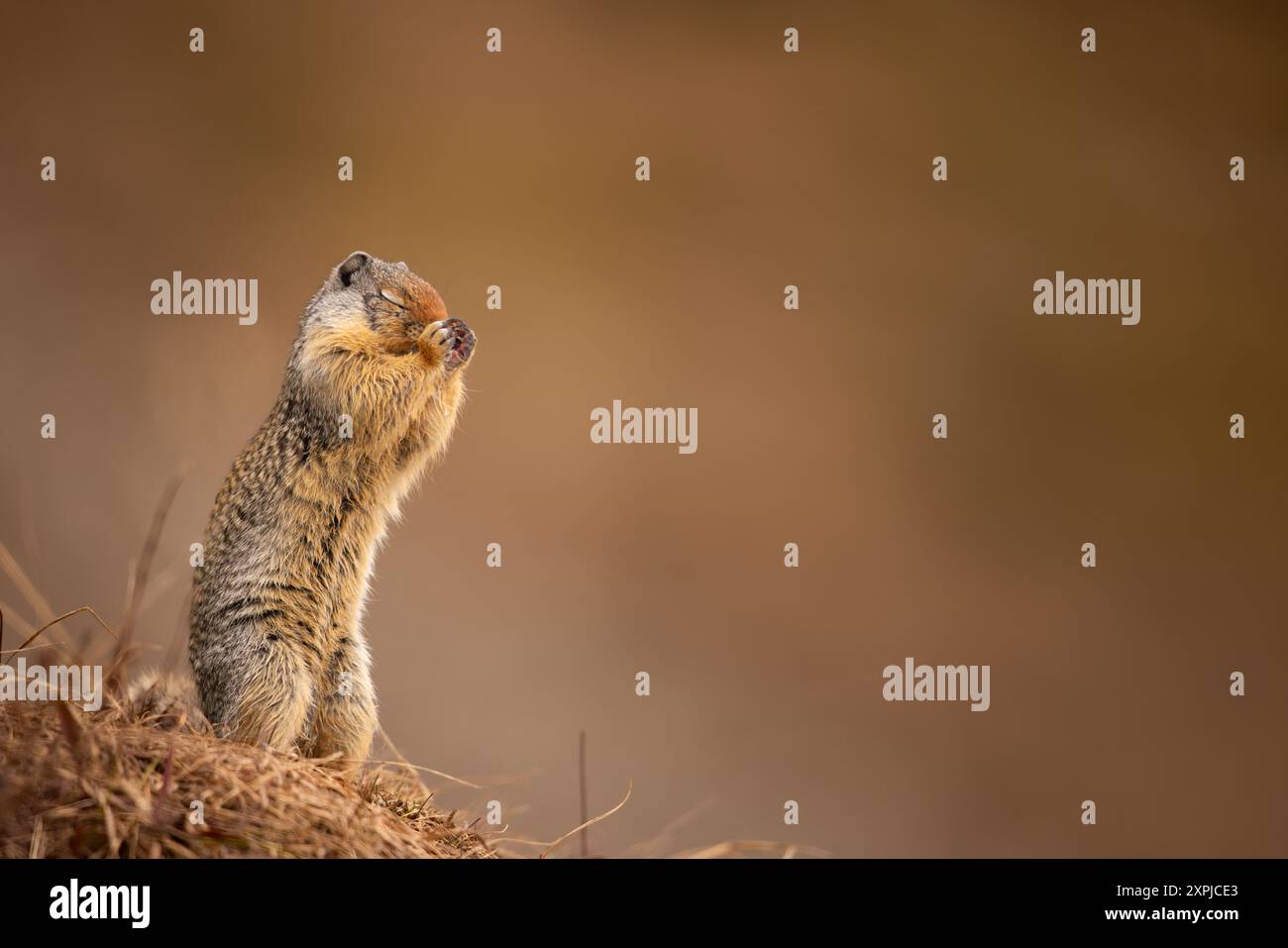Gopher with its head in its hands Stock Photo - Alamy