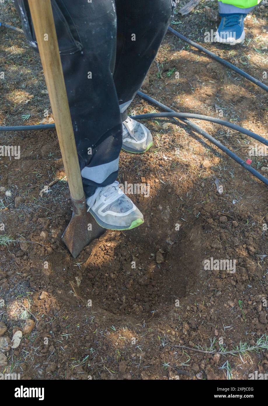 Digging the tree pit with the stamped spade. Tree planting tasks in ...