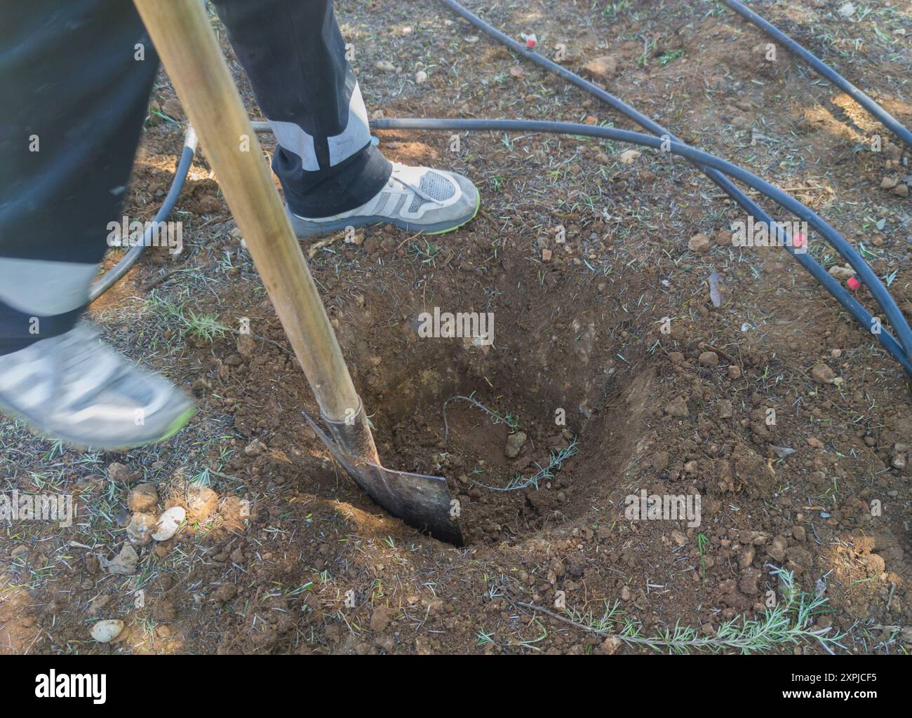 Digging the tree pit with the stamped spade. Tree planting tasks in ...