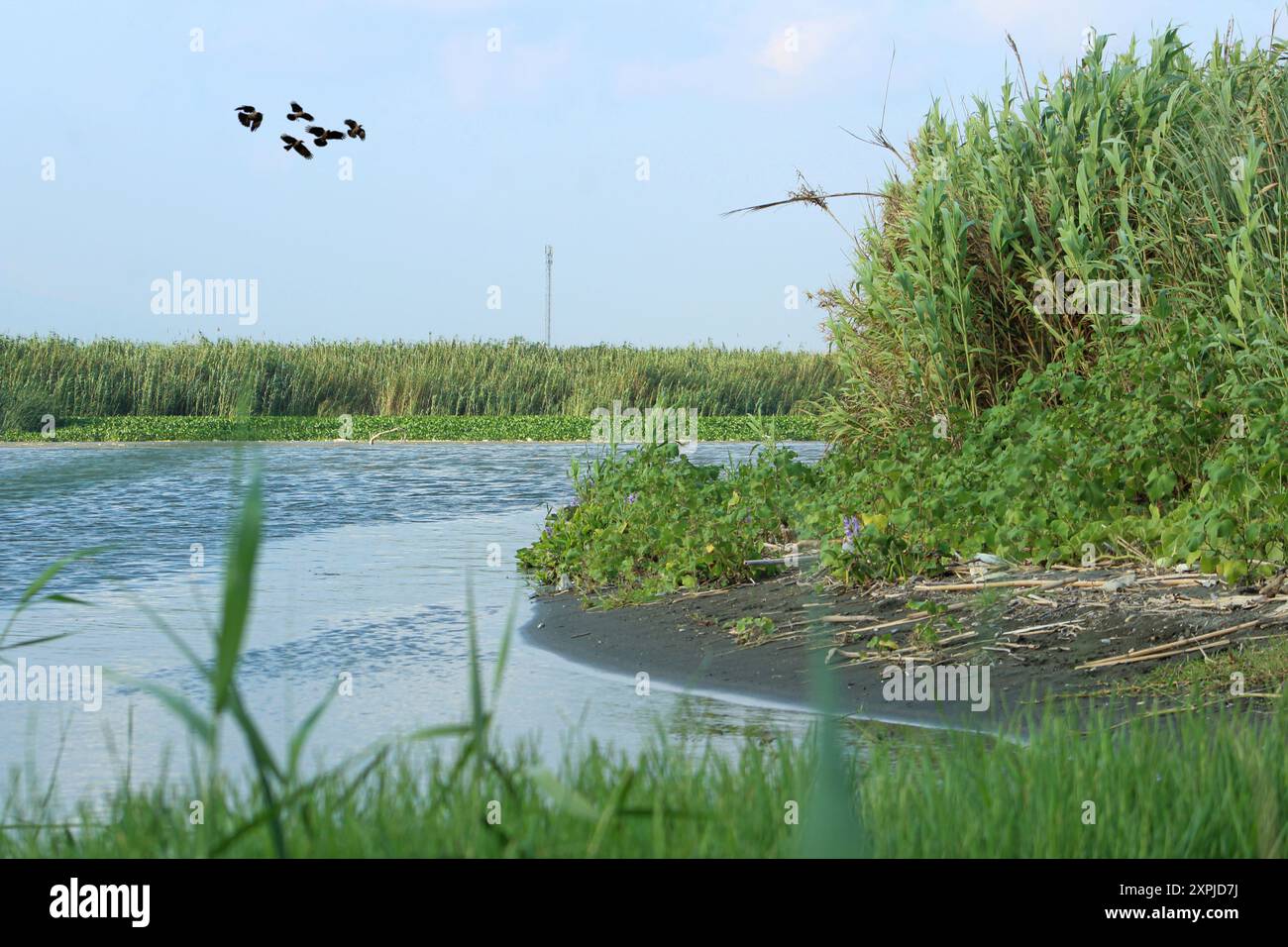 The wetland, home to many bird species, is the point where green and ...