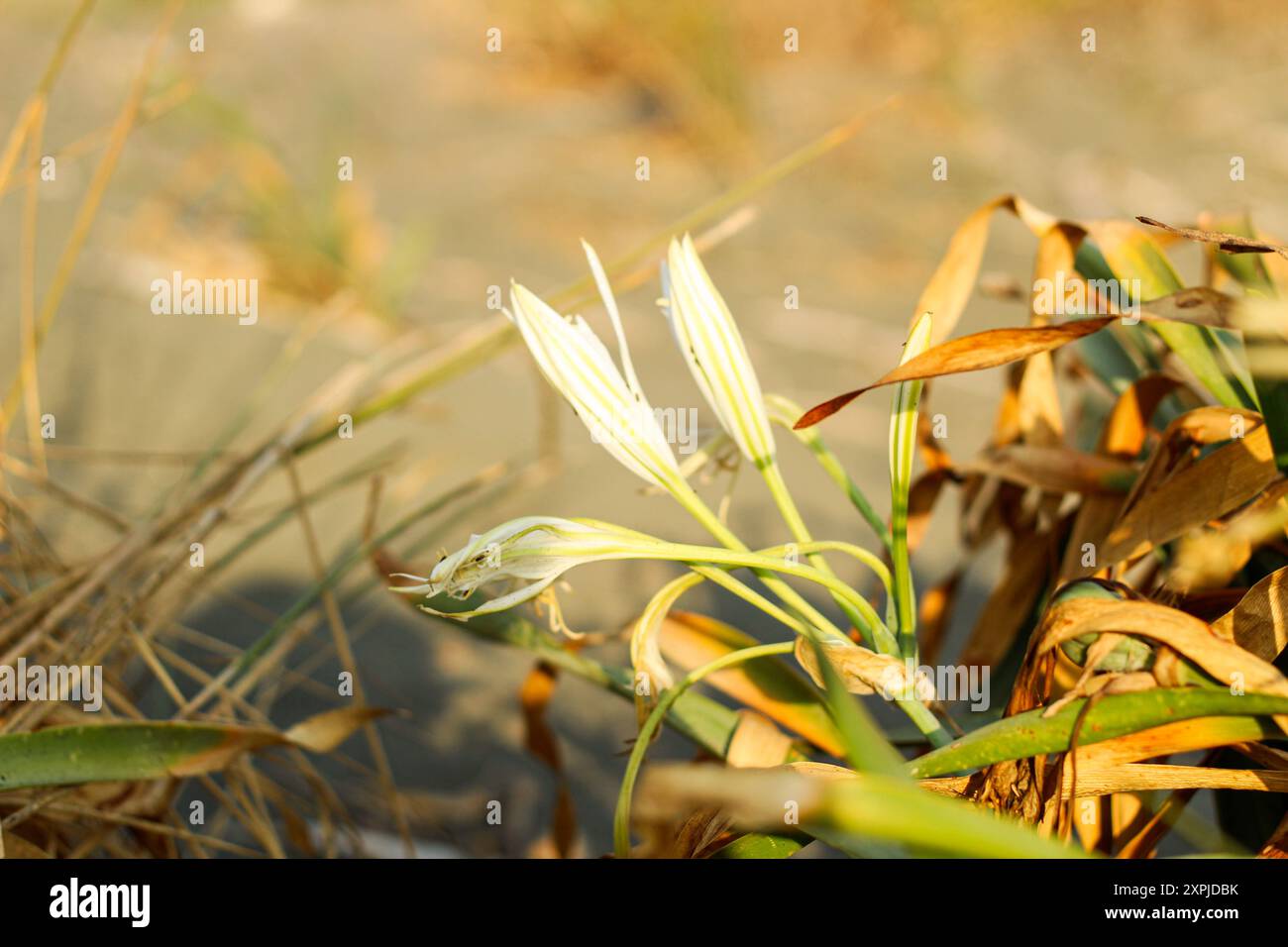 Sand lily or Sea daffodil closeup view. Pancratium maritimum, wild ...