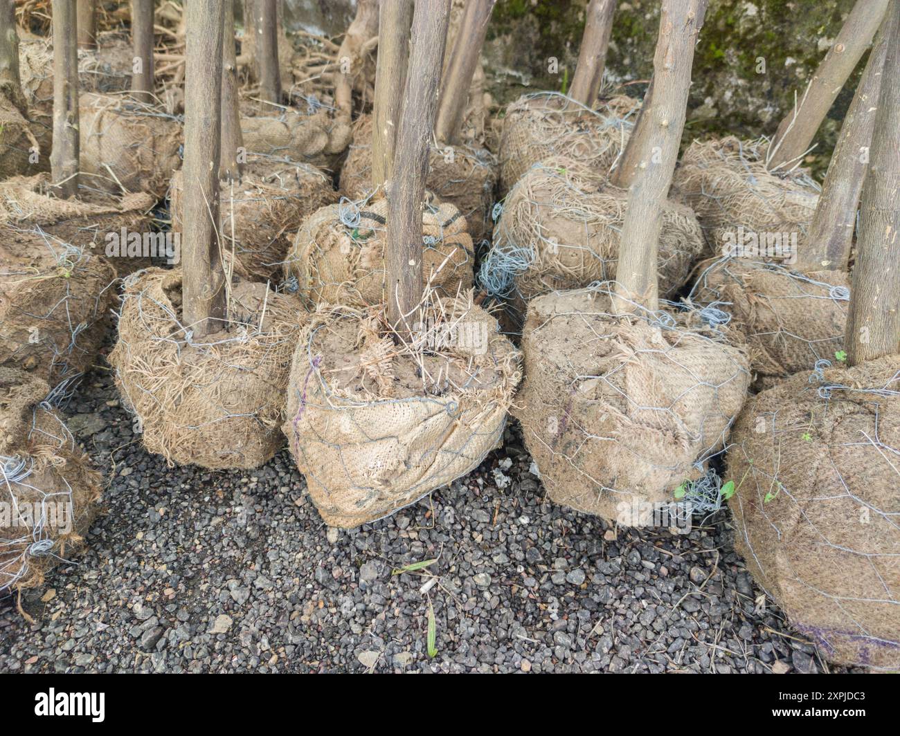 Tree roots covered with earth ball. Root ball protected with a natural ...