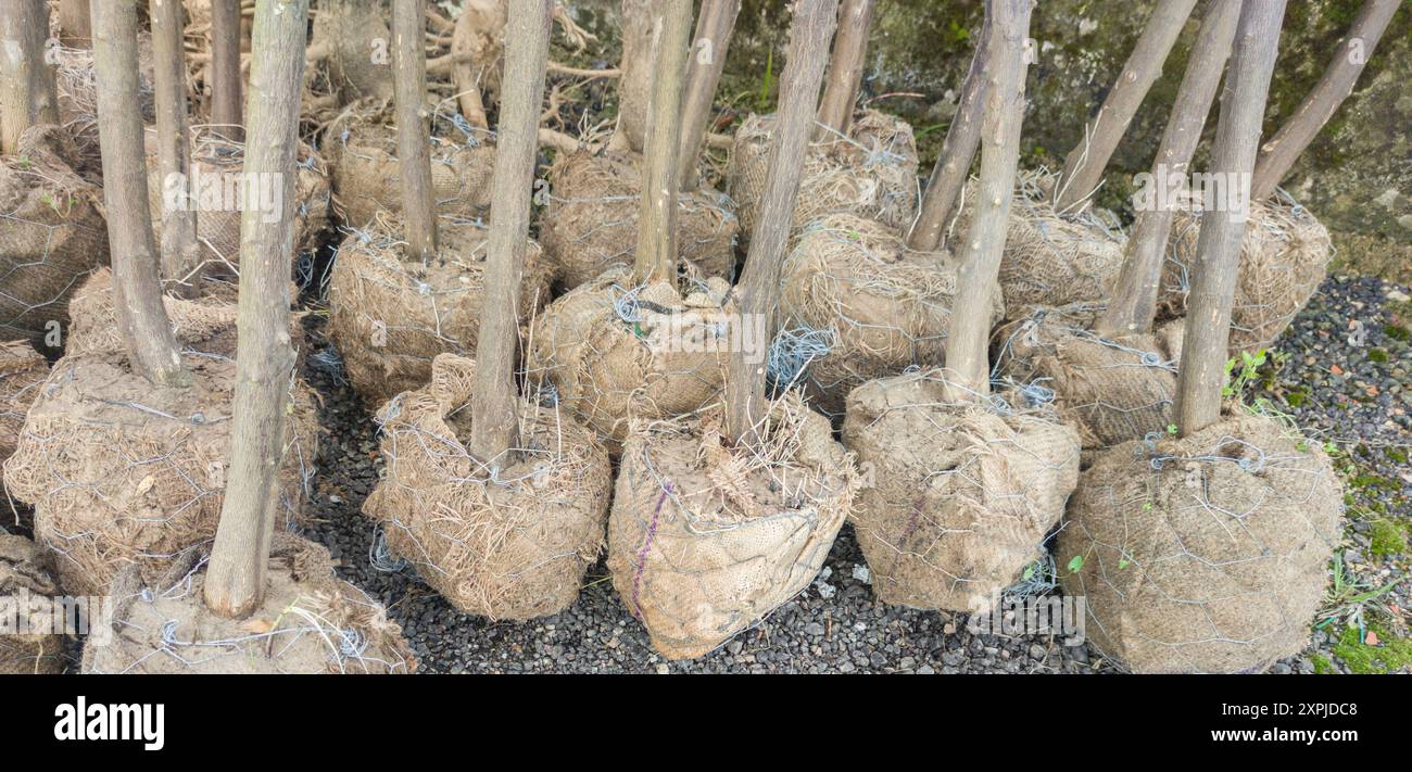 Tree roots covered with earth ball. Root ball protected with a natural ...