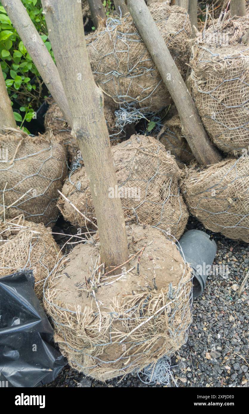Tree roots covered with earth ball. Root ball protected with a natural ...