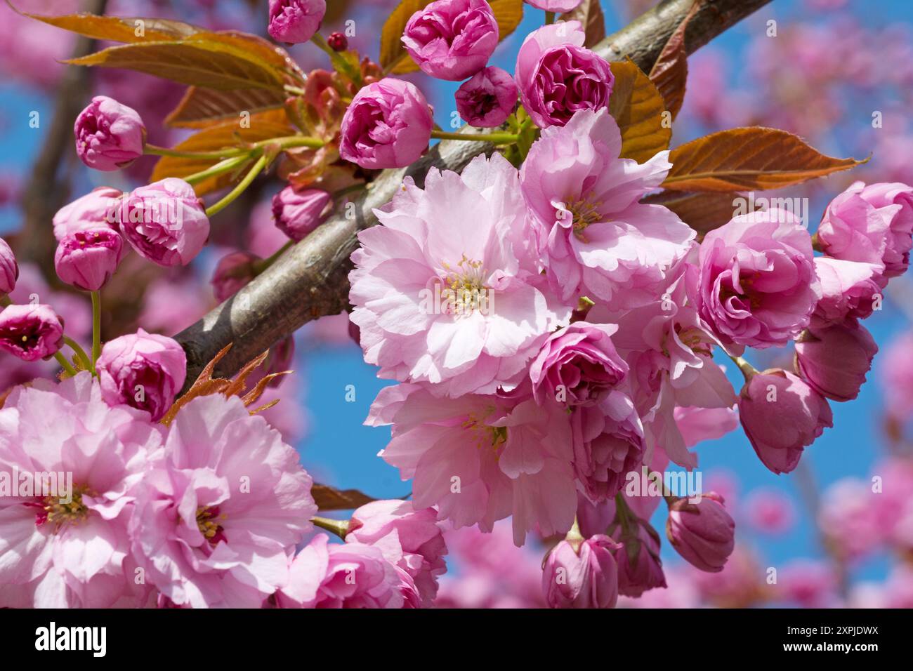 Cherry branch large white flowers hi-res stock photography and images ...