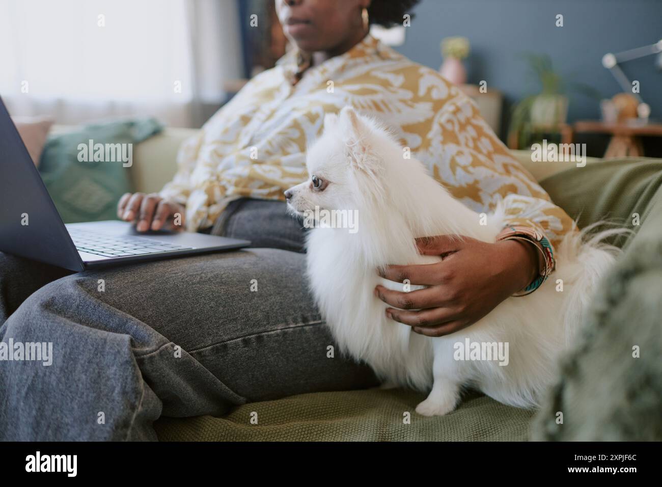 Working from Home with White Pomeranian on Sofa Stock Photo - Alamy