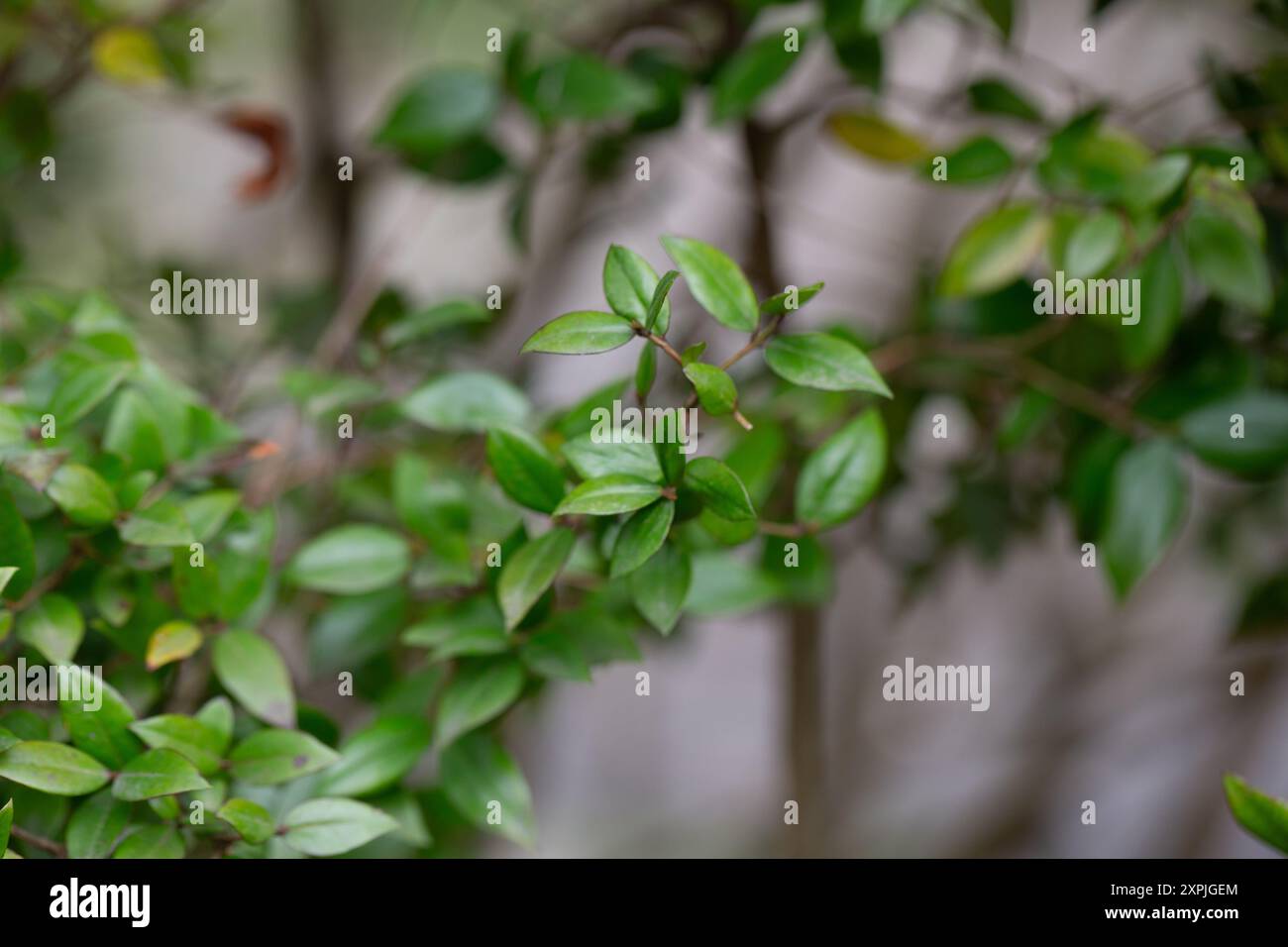 Myrtus communis microphylla hi-res stock photography and images - Alamy